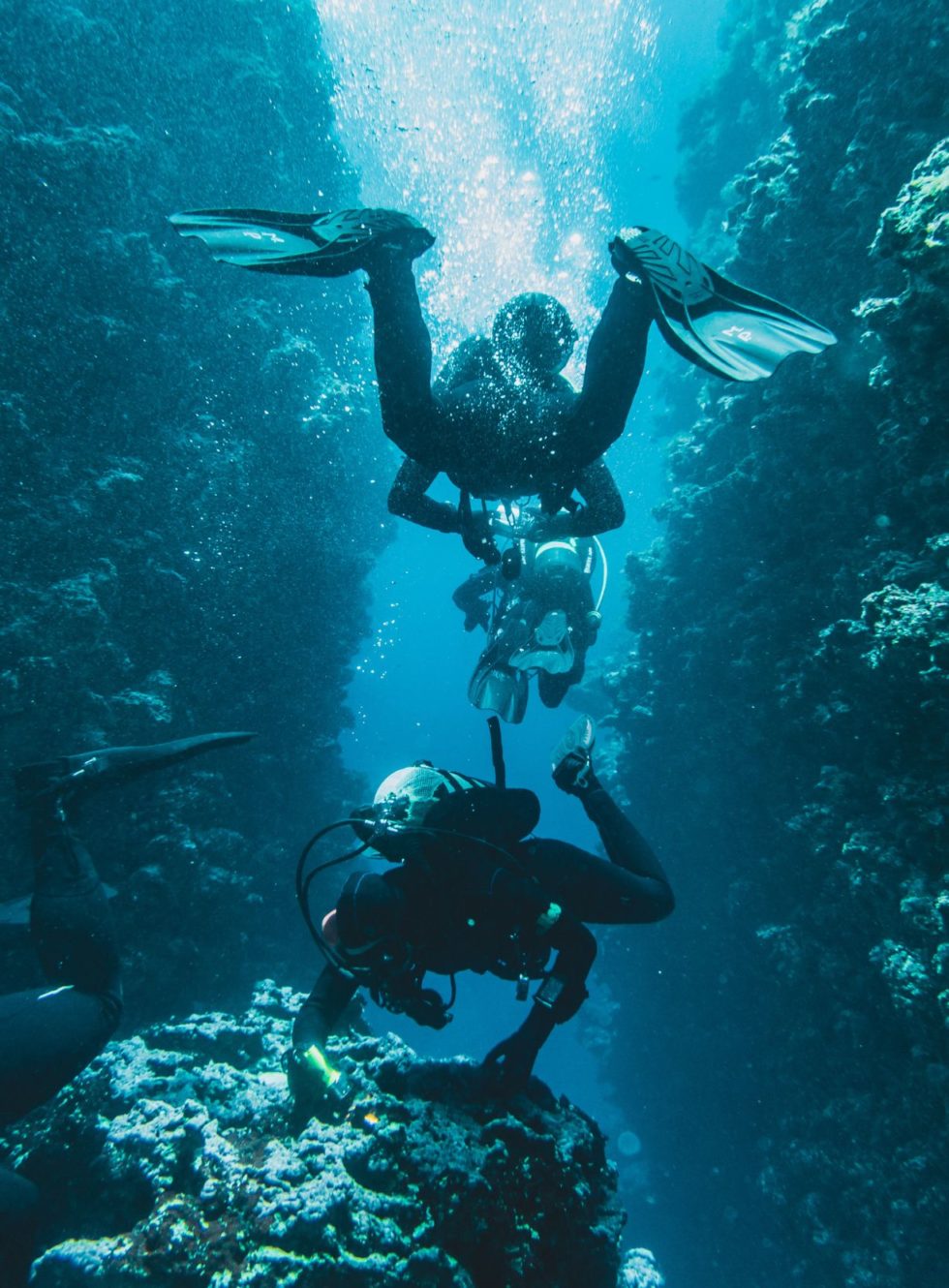 Trainer Transition Course | IDDA